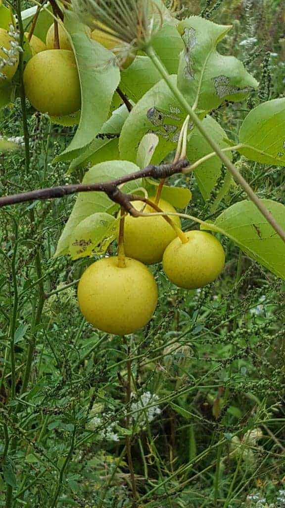 Shinko Pear Tree | Zones 5-9 – Winter Cove Farm