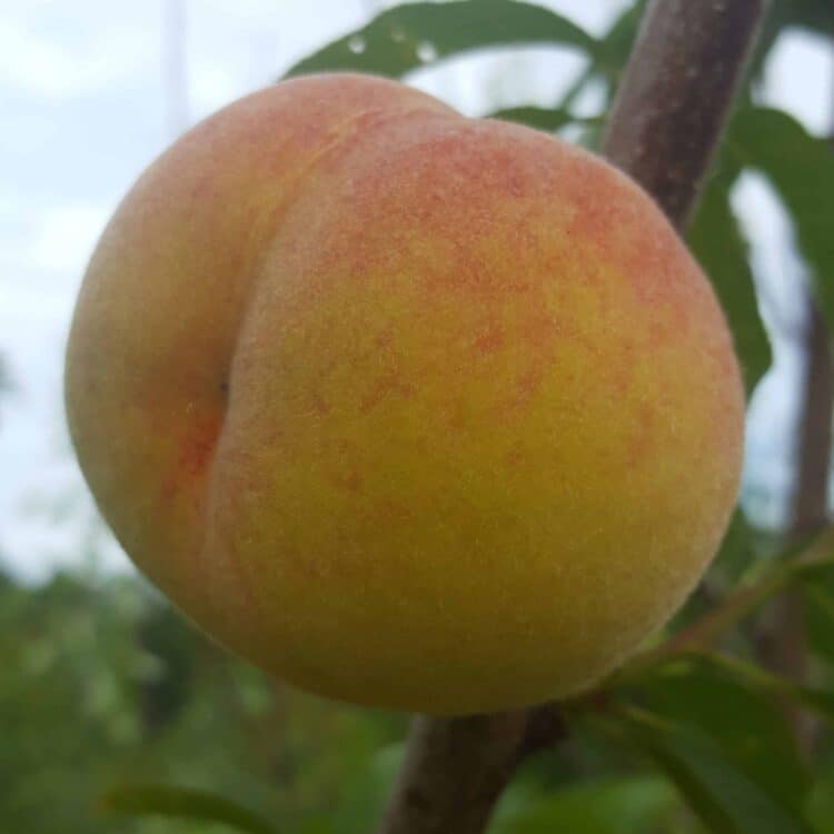 4 Secrets to Growing Peaches in Cold Climates – Winter Cove Farm