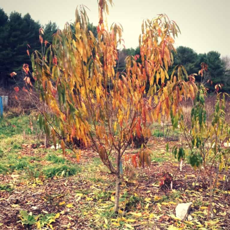 4 Secrets to Growing Peaches in Cold Climates – Winter Cove Farm