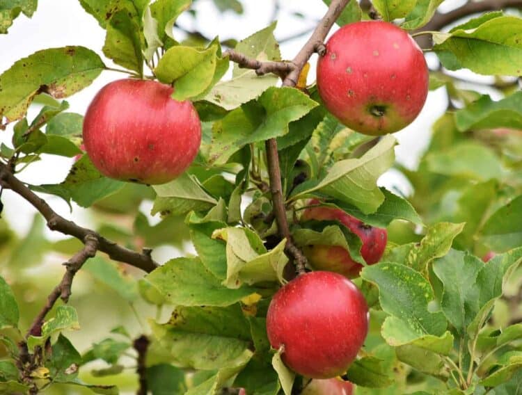 Ida Red Apple Tree, Semi-Dwarf Zones 3-7 – Winter Cove Farm