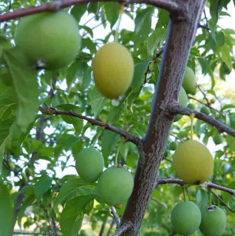American Plum Tree (Prunus Americana) Seedling Tree Zones 3-8 – Winter ...
