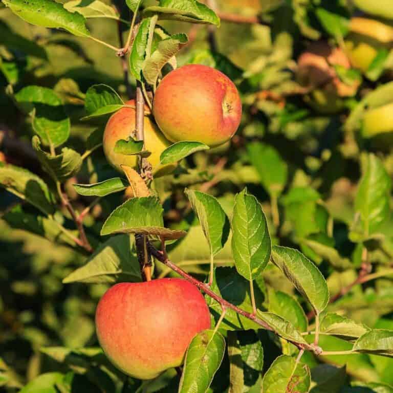 Sweet Sixteen Apple Tree Semi-Dwarf Zones 3-7 – Winter Cove Farm