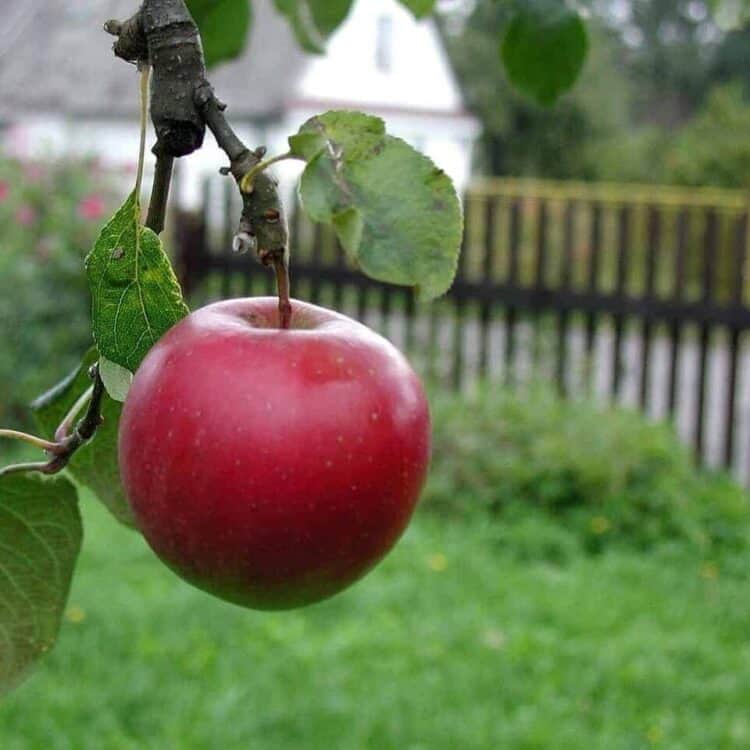 William’s Pride Apple Tree Dwarf | Zones 4-8 – Winter Cove Farm
