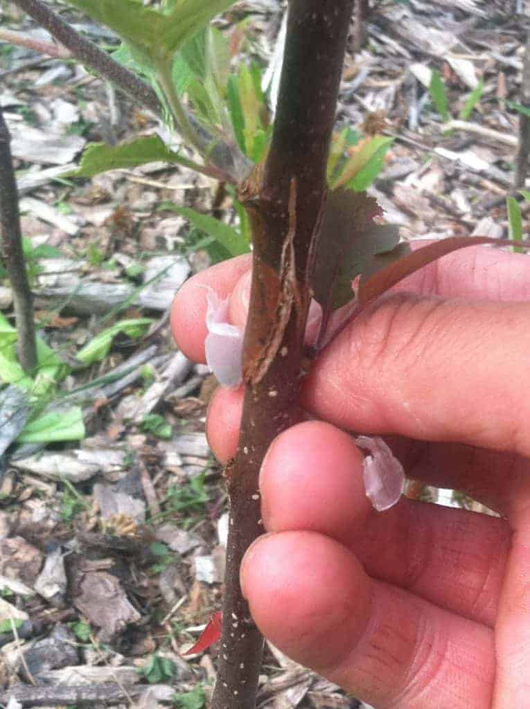 Understanding Grafting: What It Is and Why It’s Essential for Fruit ...