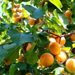 Shop | Winter Cove Farm