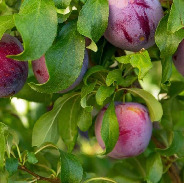 Toka Plum Tree Semi-dwarf | Zones 3-7 – Winter Cove Farm