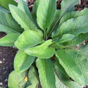 Comfrey, Russian Bocking No. 14 Crowns – Winter Cove Farm