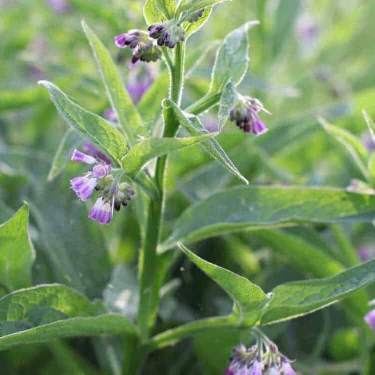The Vital Role of Comfrey in a Permaculture Orchard: Benefits and Uses ...