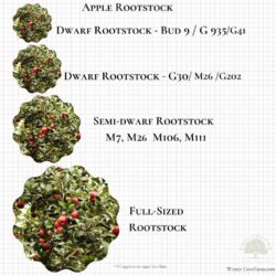 Rootstock Cheat Sheet – Winter Cove Farm