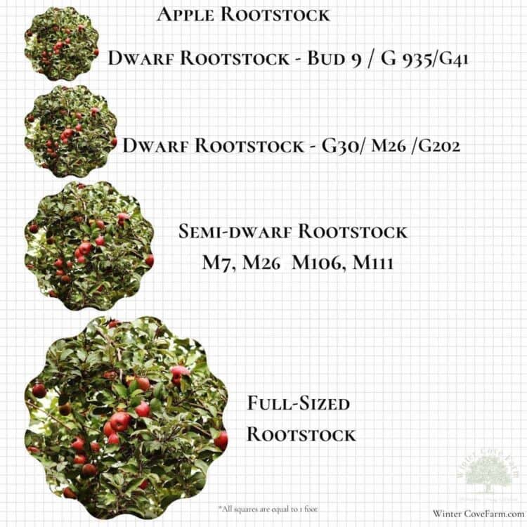 Rootstock Cheat Sheet – Winter Cove Farm