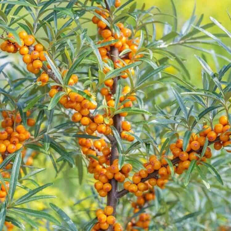 Sea Berry Package of 7 Plants Seabuckthorn| Zones 3-7 – Winter Cove Farm