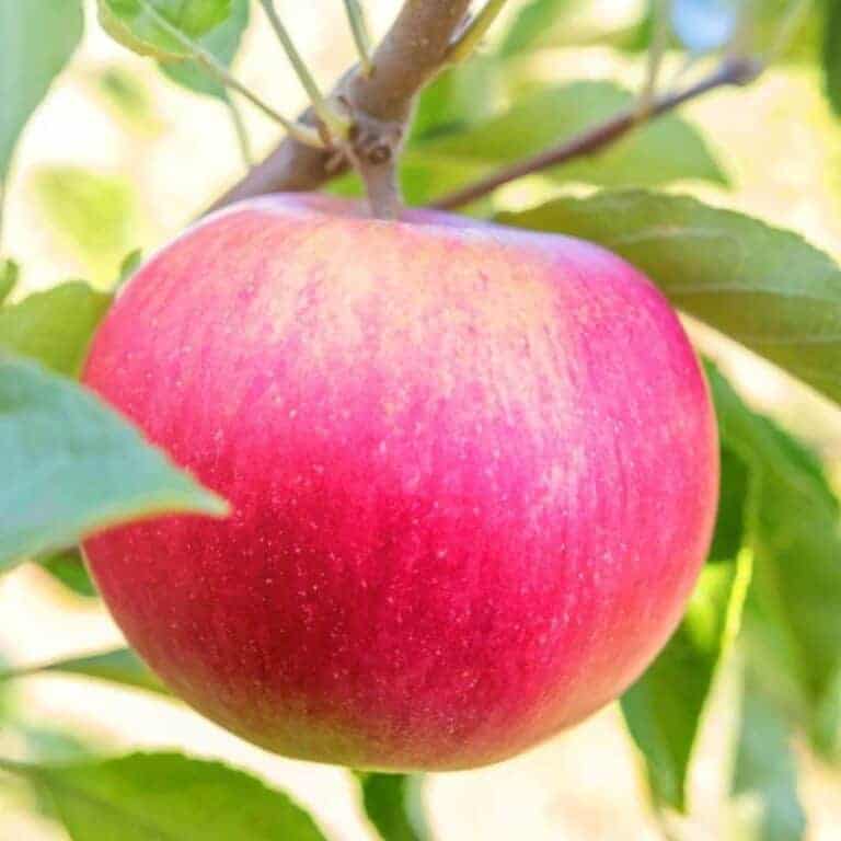 KinderKrisp Apple Tree Semi-Dwarf | Zones 3-7 – Winter Cove Farm