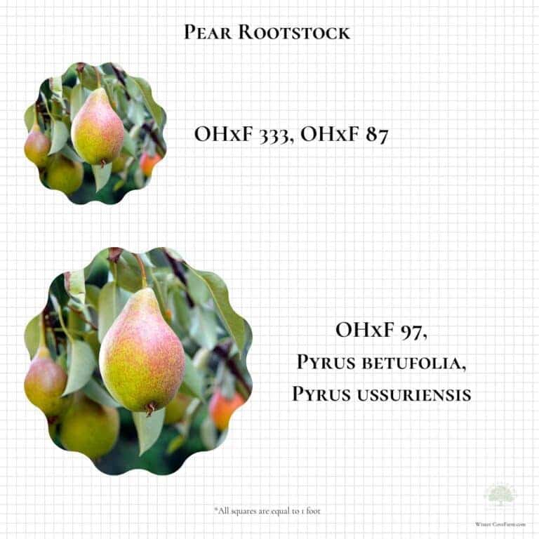 Rootstock Cheat Sheet – Winter Cove Farm