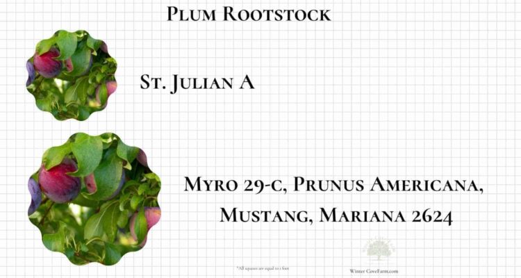 Rootstock Cheat Sheet – Winter Cove Farm
