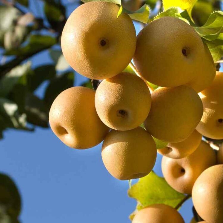 20th Century / Nijiseiki Pear Tree | Zones 5-9 – Winter Cove Farm