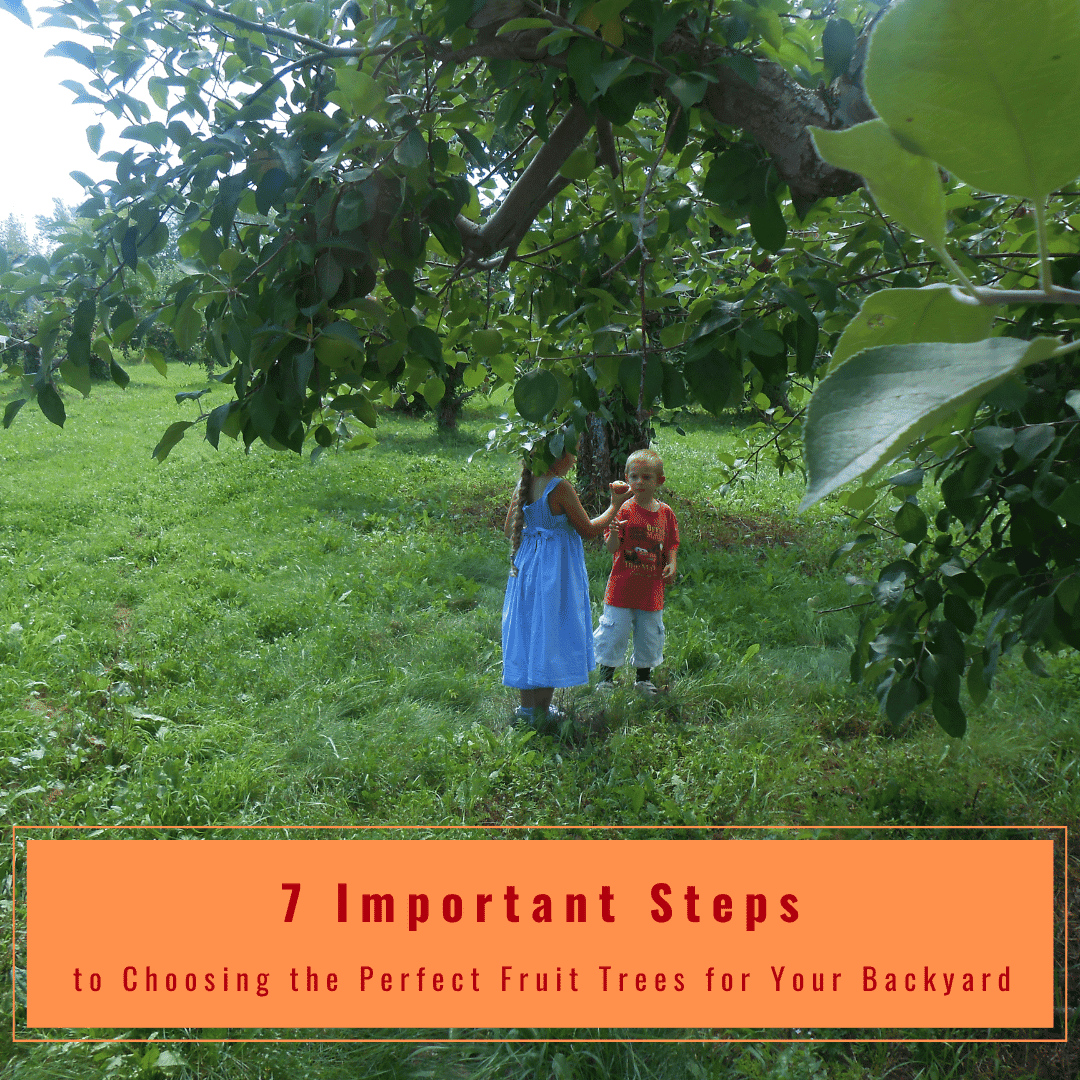How to Choose the Best Fruit Trees for Your Backyard: A 7-Step Guide ...