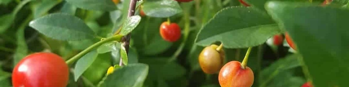 Cold Hardy Fruit Trees | Winter Cove Farm